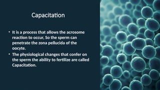 Sperm-Capacitation-An-Overview-reseach.pptx