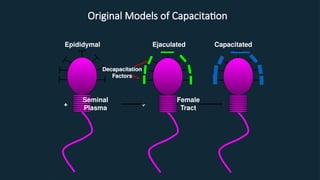 Sperm-Capacitation-An-Overview-reseach.pptx