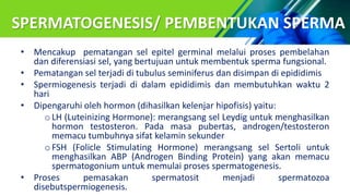 SPERMA.pptx