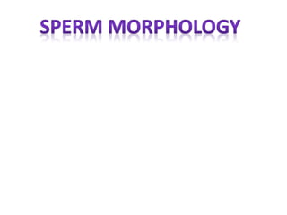sperm abnormalities.pptx
