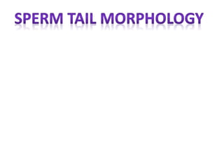 sperm abnormalities.pptx