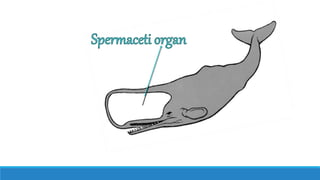 Spermaceti organ :In Sperm whale | PPTX