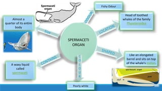 Spermaceti organ :In Sperm whale | PPTX