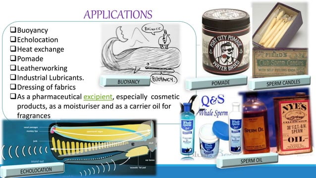 Spermaceti organ :In Sperm whale | PPTX | Chemistry | Science