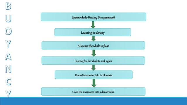 Spermaceti organ :In Sperm whale | PPTX | Chemistry | Science