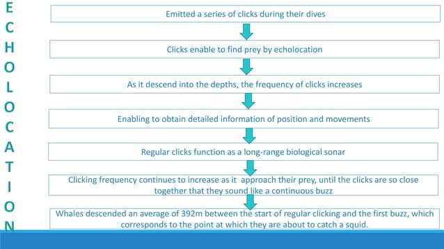 Spermaceti organ :In Sperm whale | PPTX | Chemistry | Science