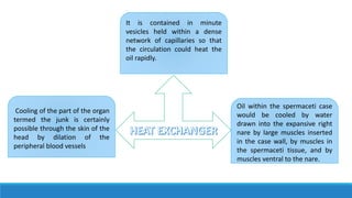 Spermaceti organ :In Sperm whale | PPTX