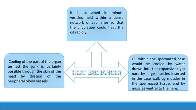 Spermaceti organ :In Sperm whale | PPTX | Chemistry | Science