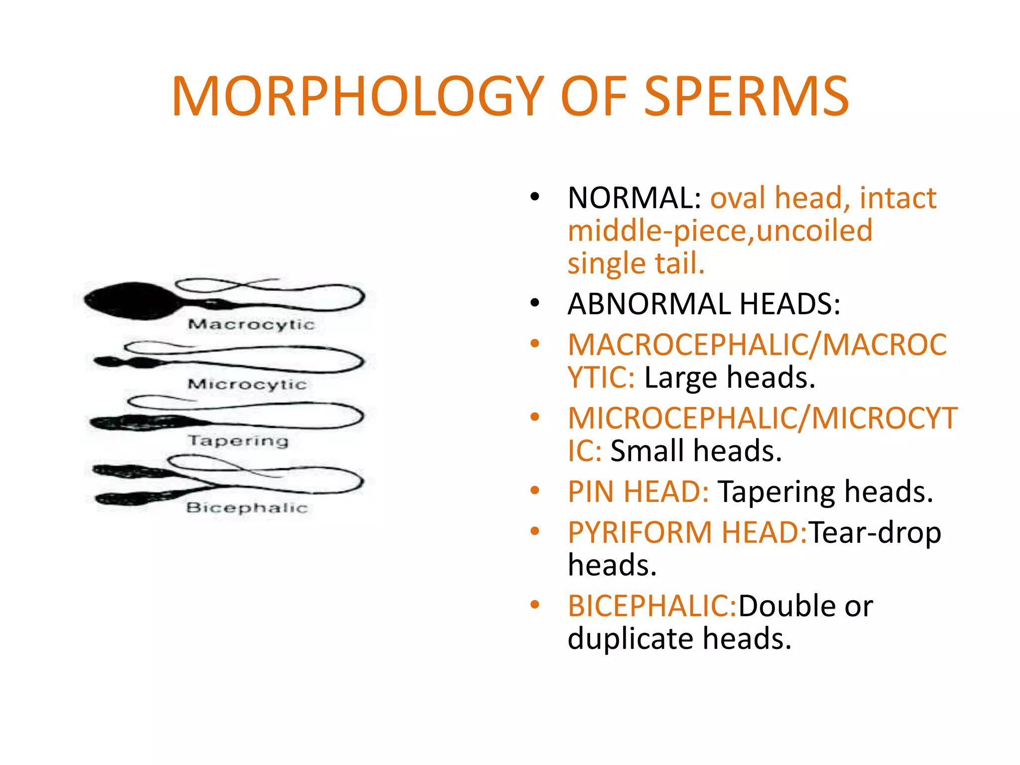 Sperm anatomy and physiology | PPTX