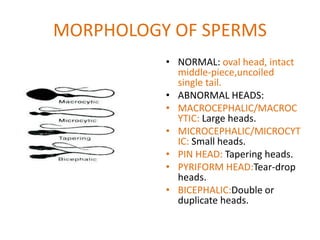 Sperm anatomy and physiology | PPTX