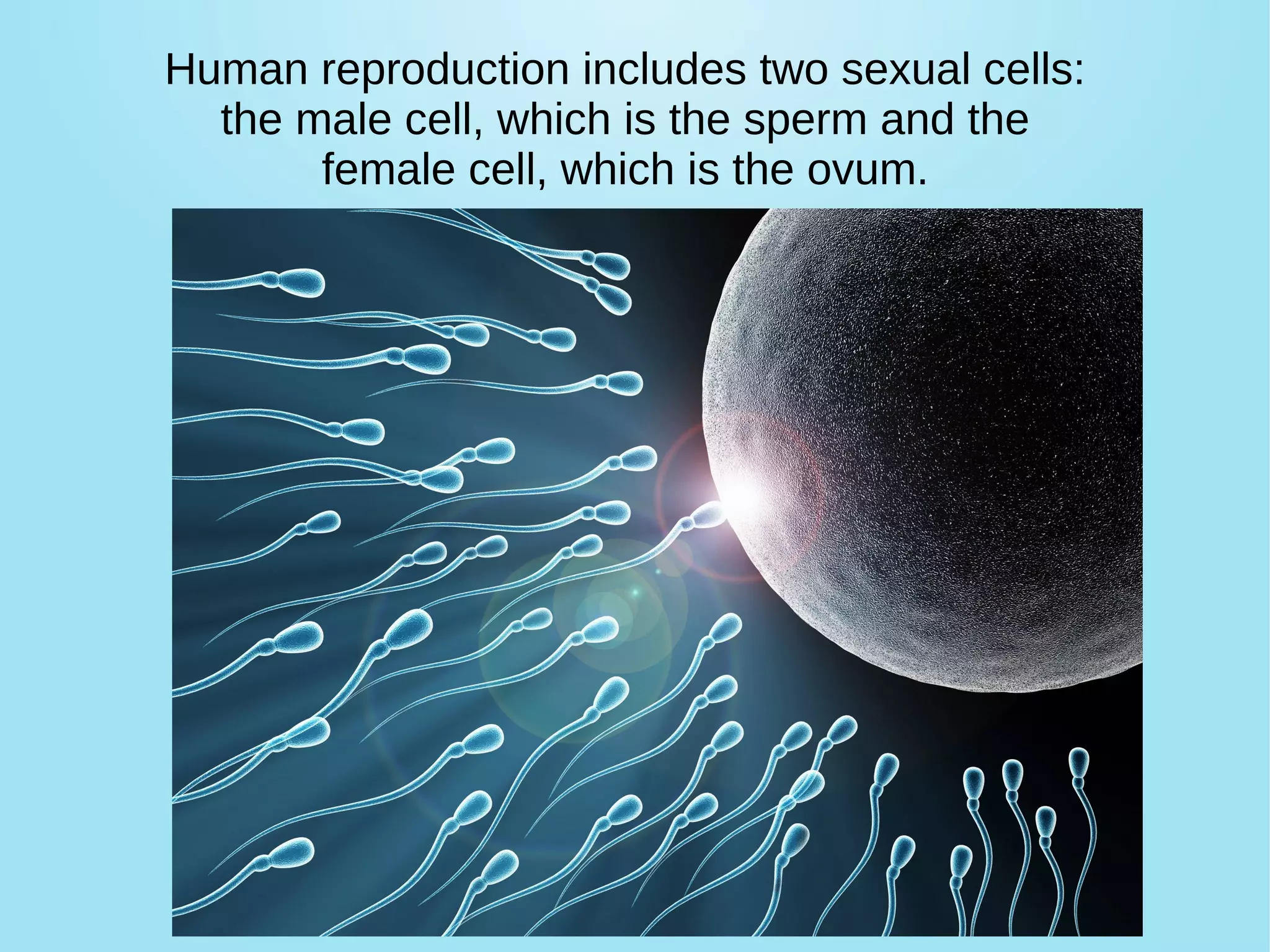 How babies are born | PDF