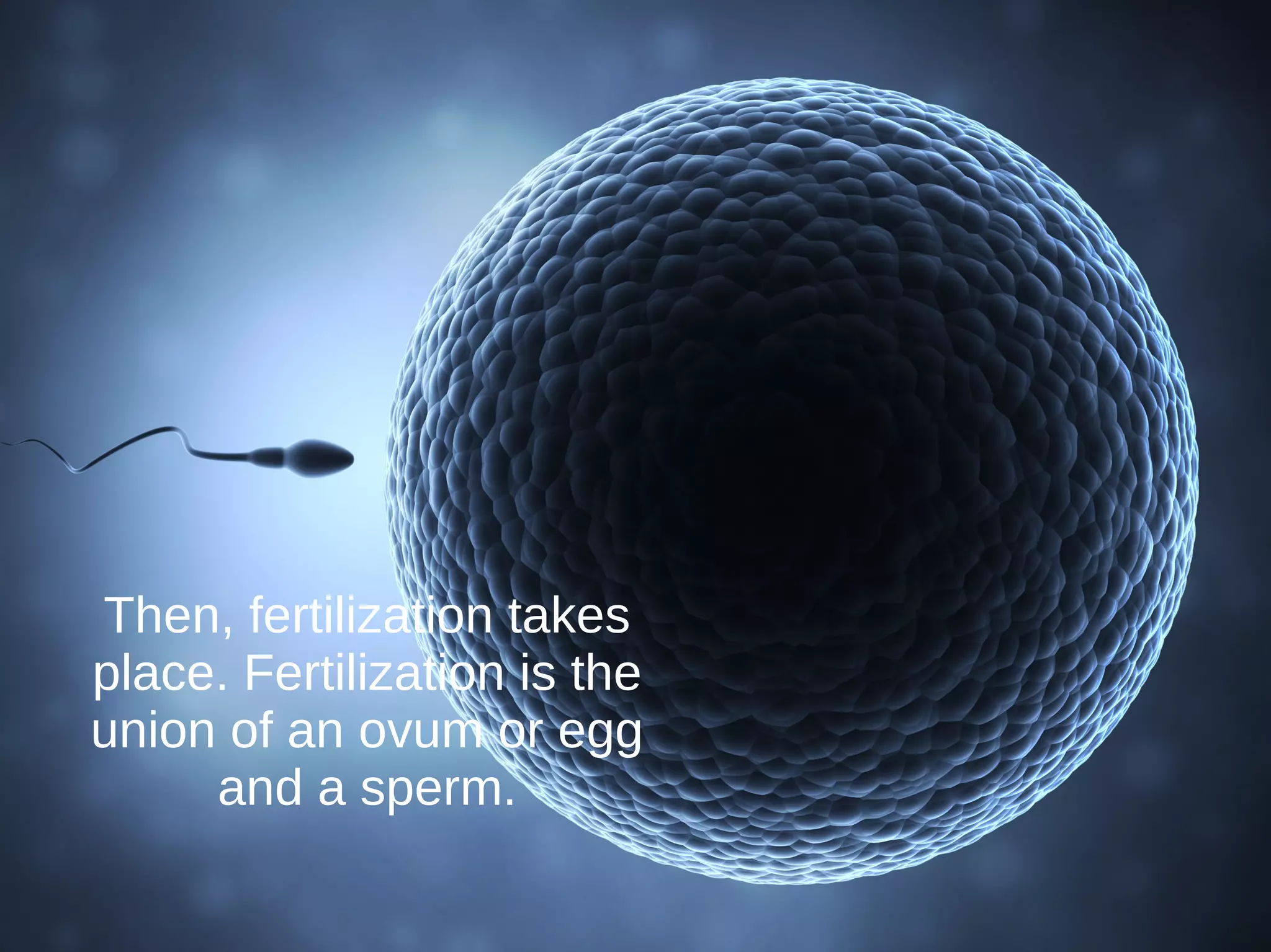 How babies are born | PDF