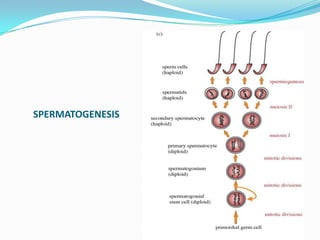 Spermatogenesis | PPTX