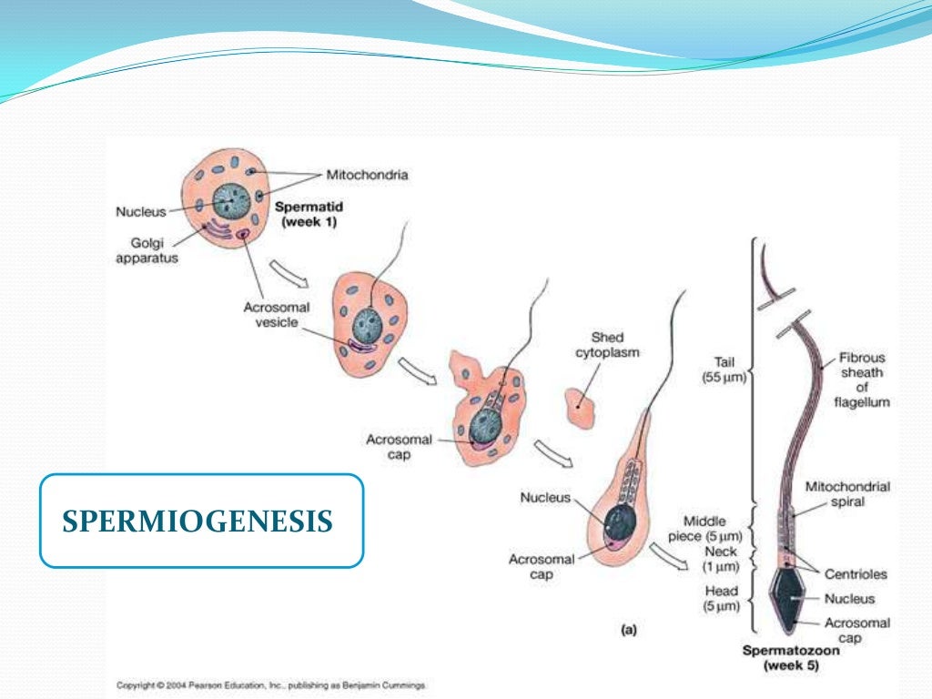 Spermatogenesis