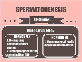 Spermatogenesis | PPTX