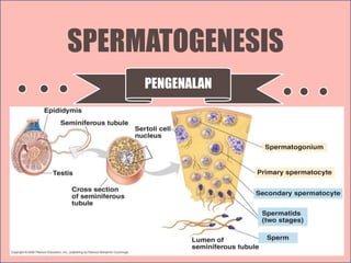 Spermatogenesis | PPTX