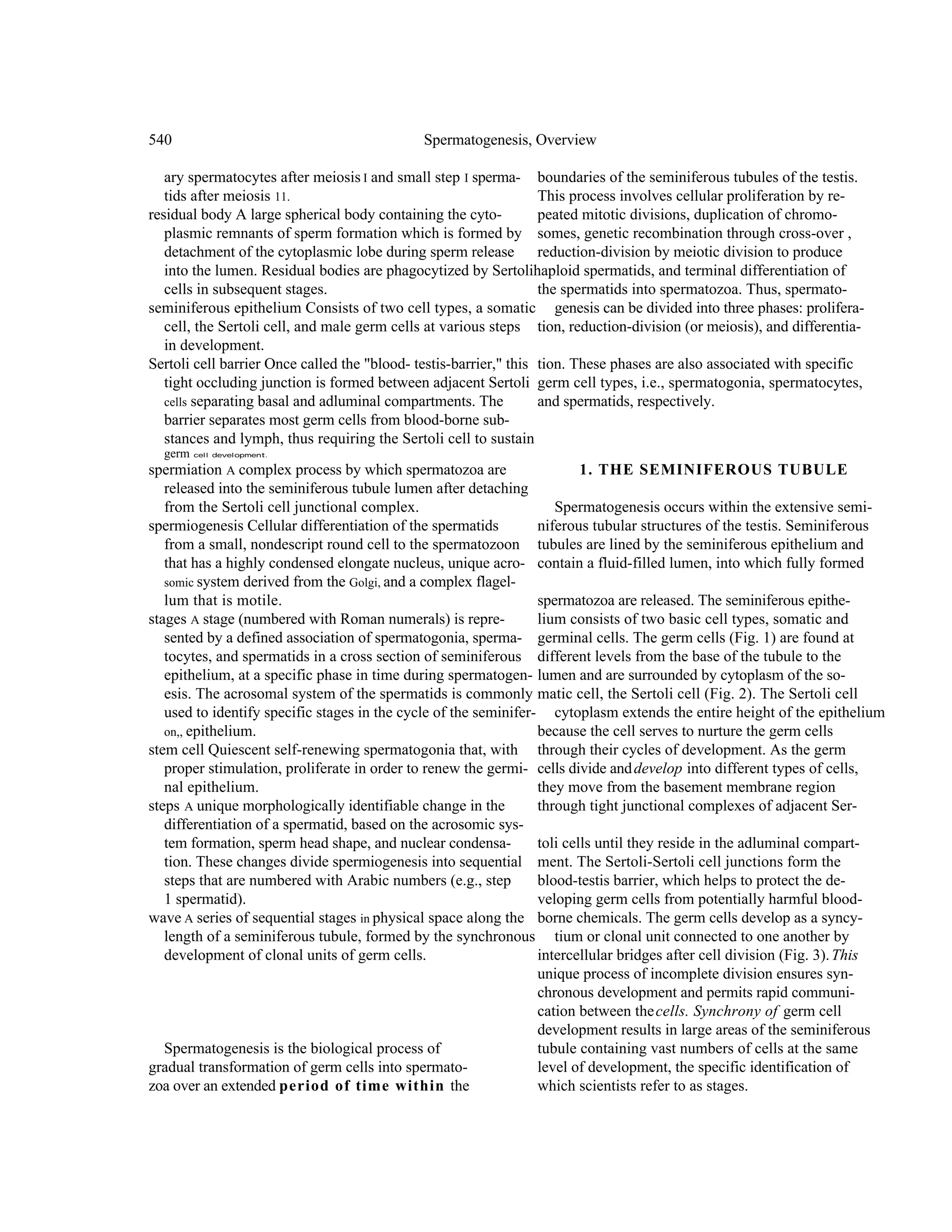 Spermatogenesis | PDF