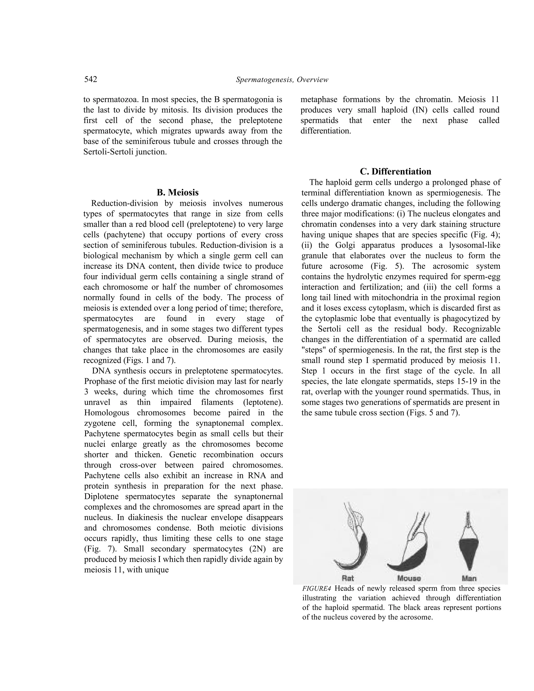 Spermatogenesis | PDF