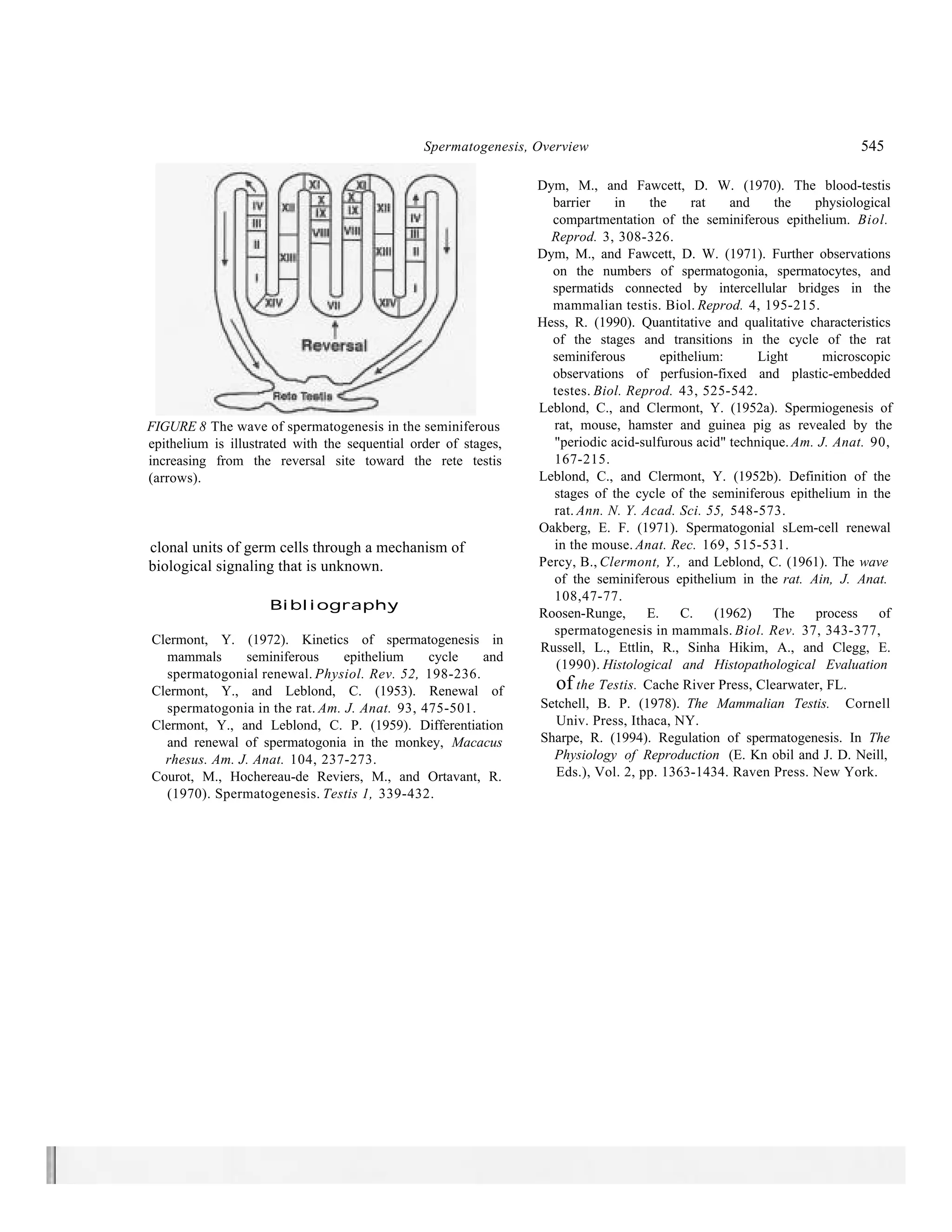 Spermatogenesis | PDF