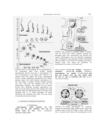Spermatogenesis | PDF