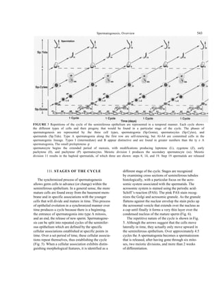 Spermatogenesis | PDF