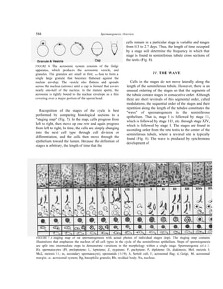 Spermatogenesis | PDF