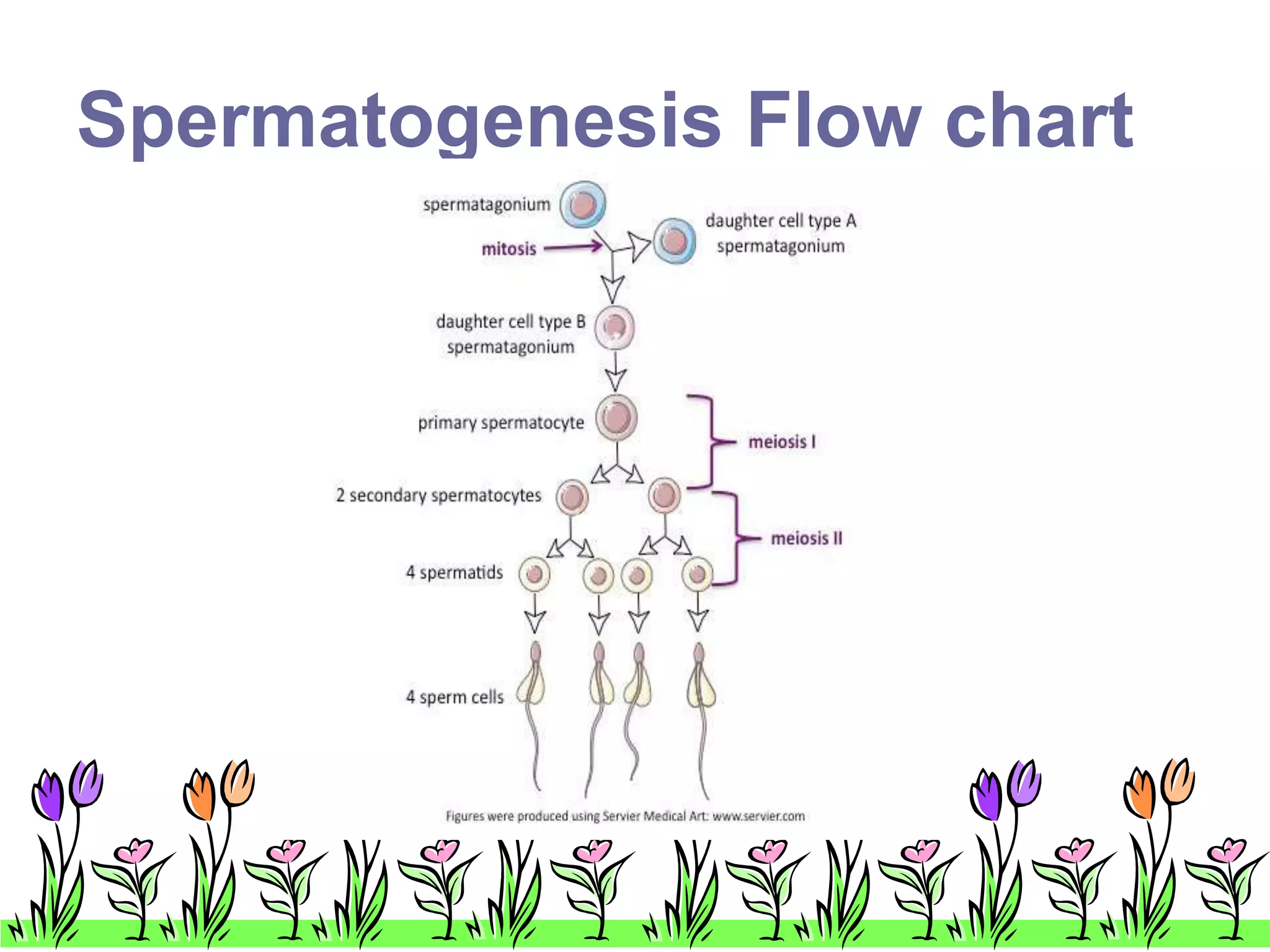Spermatogenesis Flow Chart