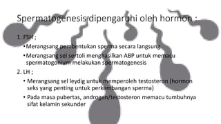 Spermatogenesis | PPTX