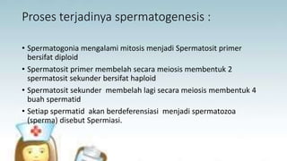 Spermatogenesis | PPTX