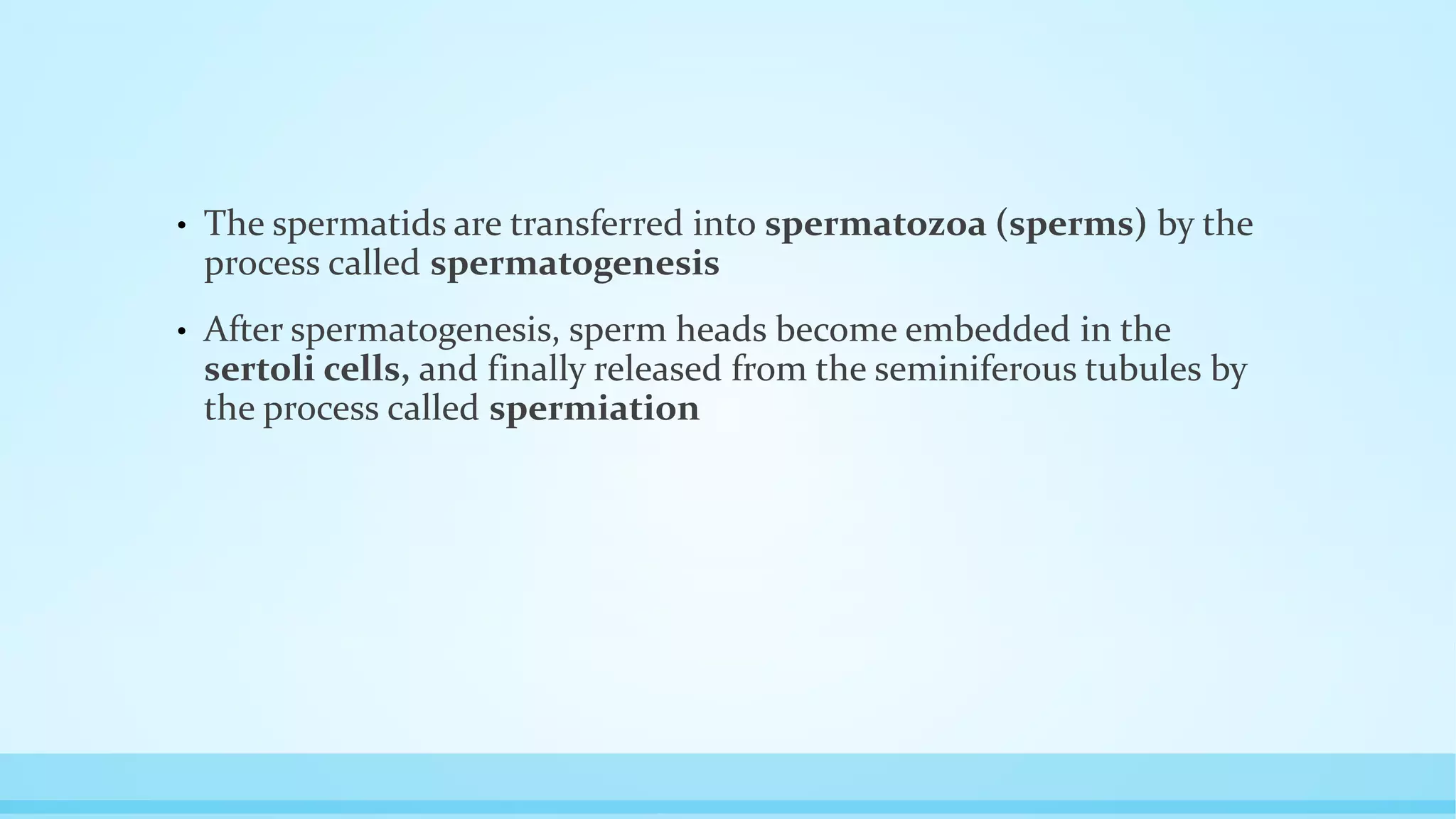 Spermatogenesis | PPTX