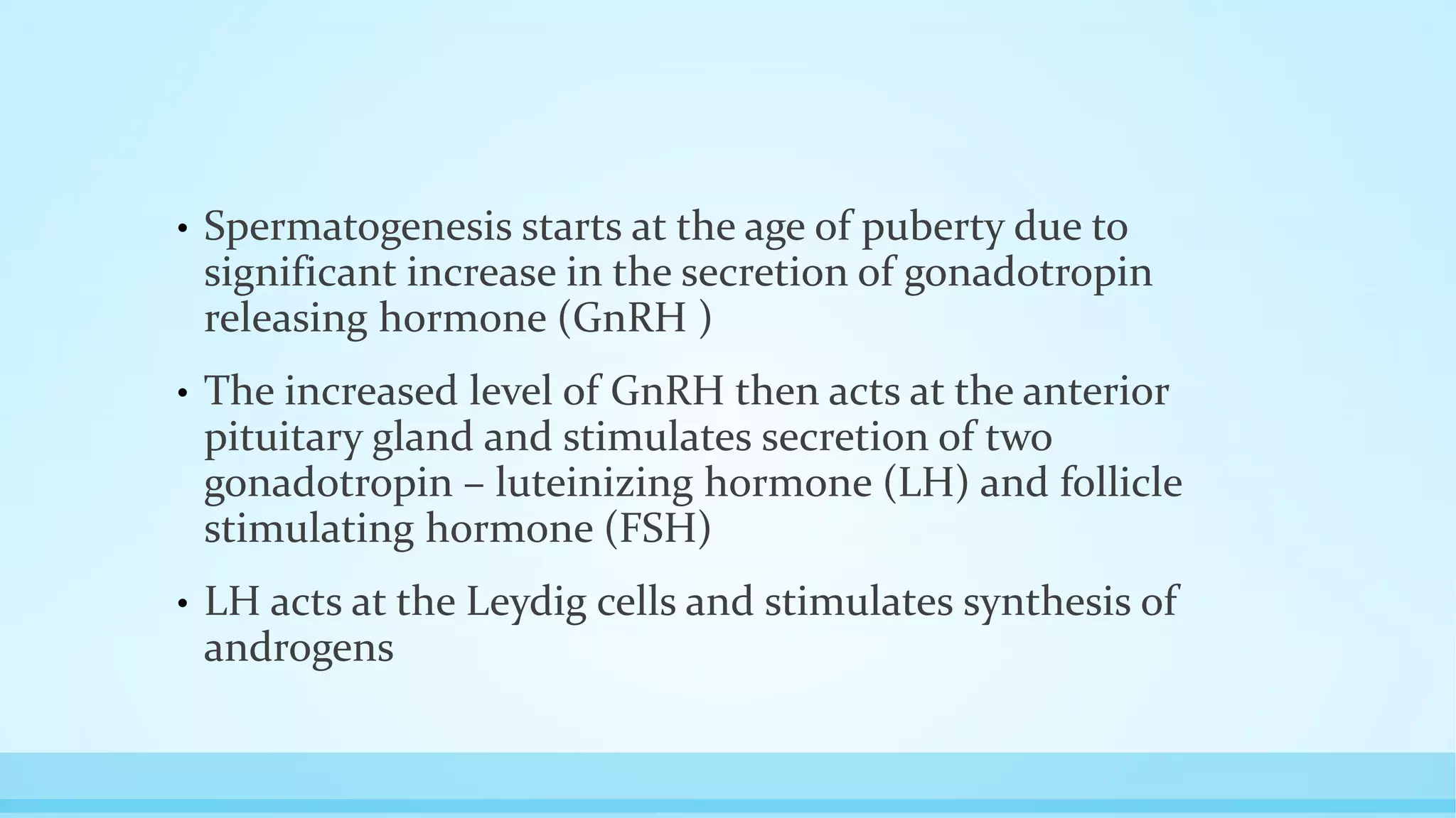 Spermatogenesis | PPTX