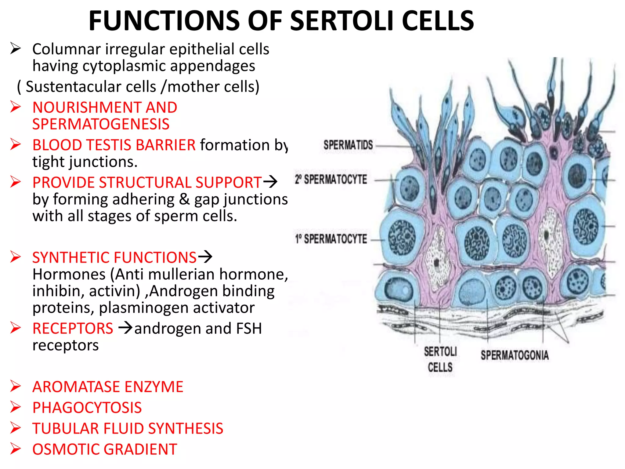 Spermatogenesis | PPTX