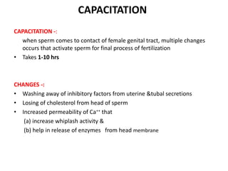 Spermatogenesis | PPTX