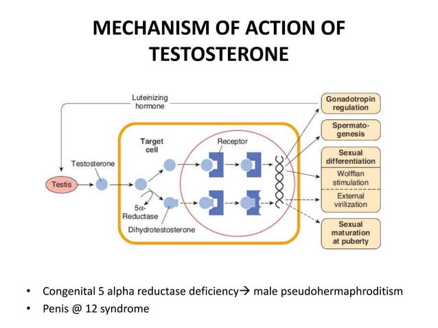 Spermatogenesis | PPTX