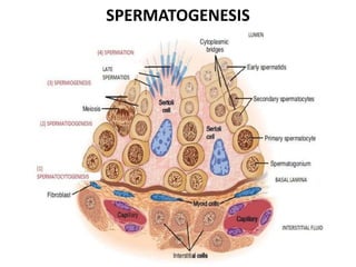 Spermatogenesis | PPTX