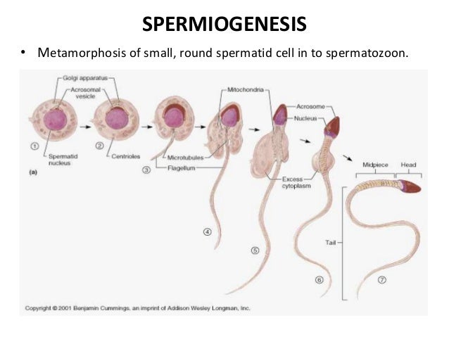 Spermatogenesis Steps