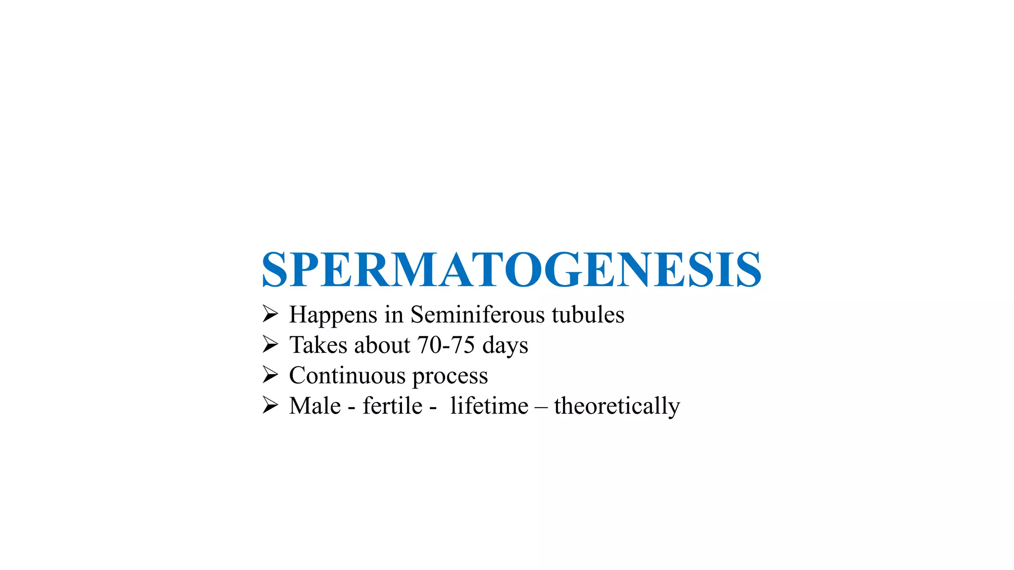 Spermatogenesis | PDF