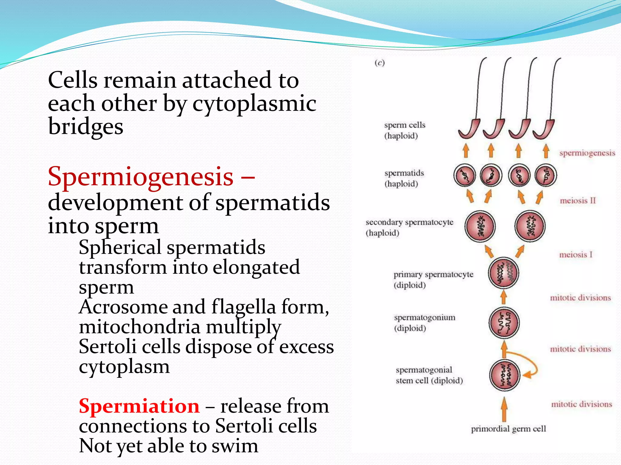 Spermatogenesis (Male Reproductive System-2) | PPTX