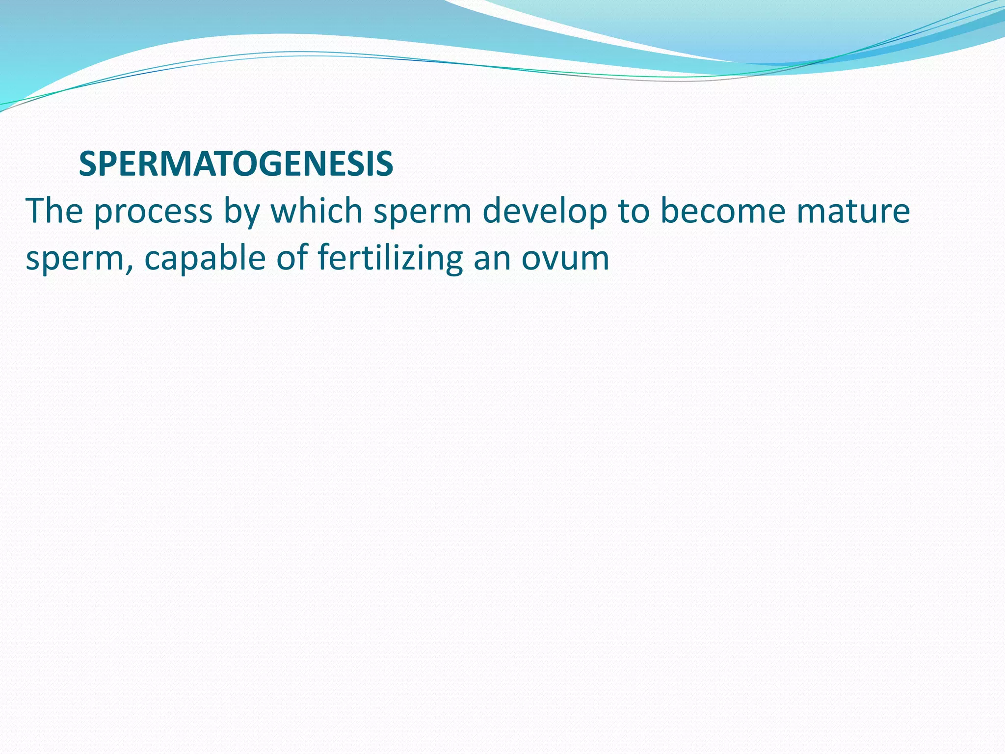 Spermatogenesis (Male Reproductive System-2) | PPTX