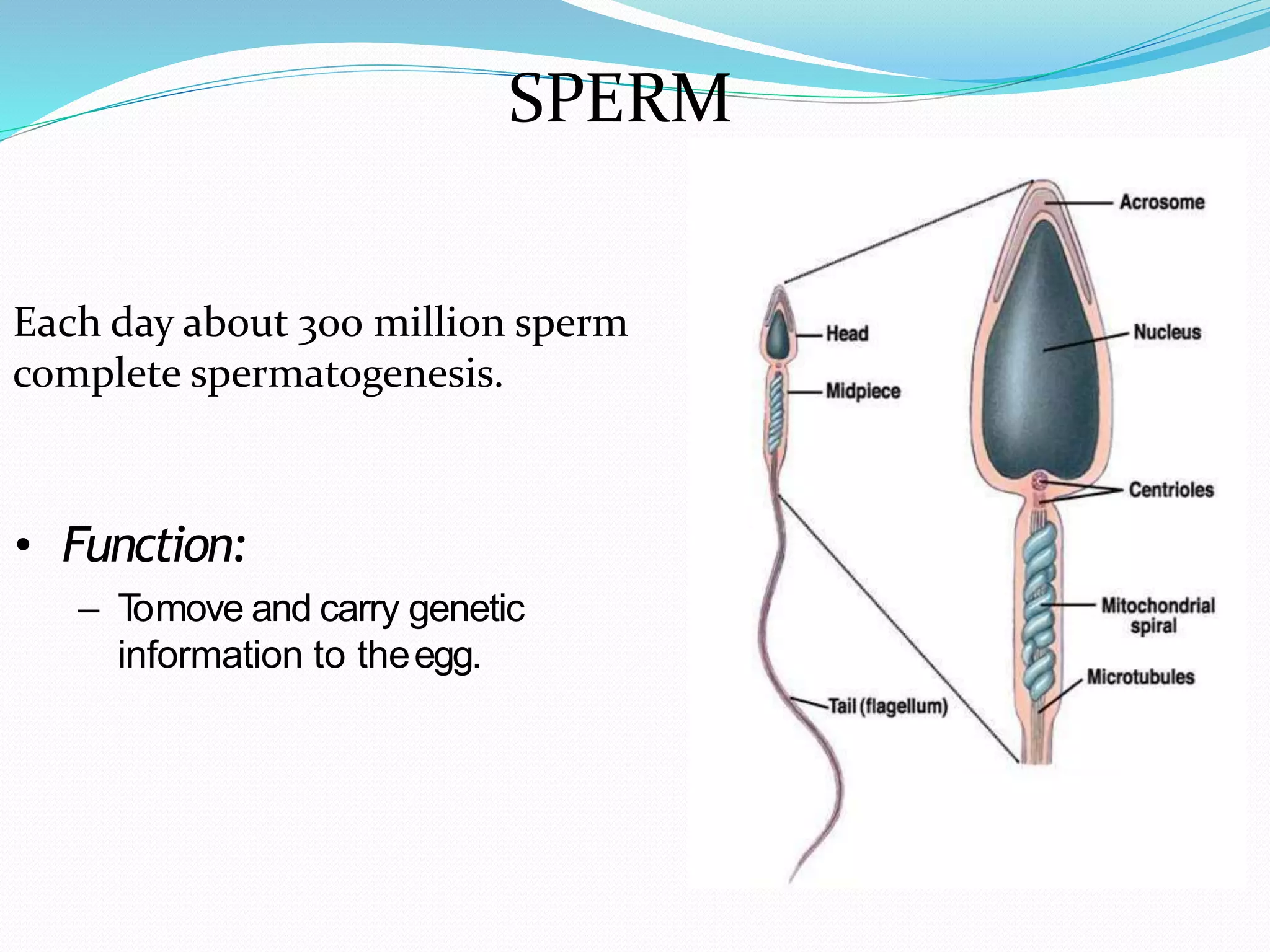 Spermatogenesis (Male Reproductive System-2) | PPTX