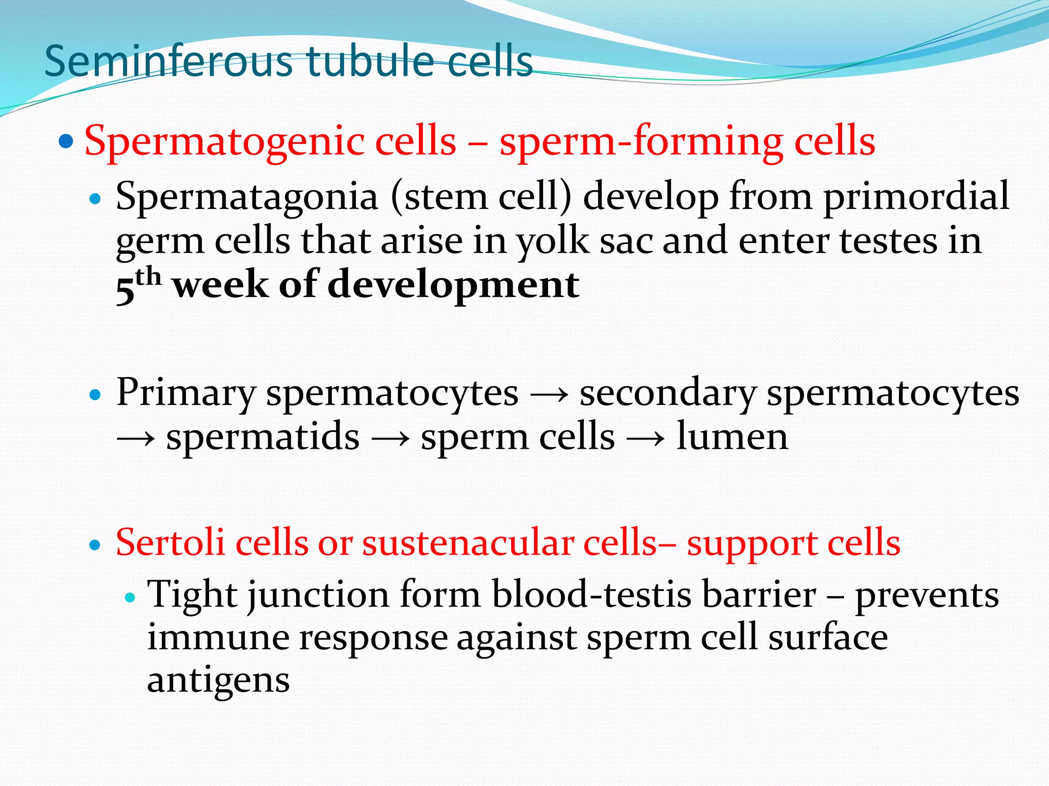 Spermatogenesis (Male Reproductive System-2) | PPTX