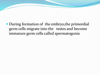 Spermatogenesis (Male Reproductive System-2) | PPTX