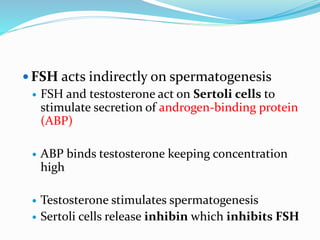 Spermatogenesis (Male Reproductive System-2) | PPTX