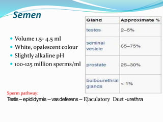 Spermatogenesis (Male Reproductive System-2) | PPTX