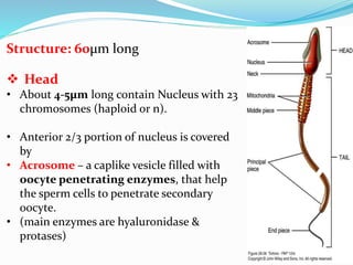 Spermatogenesis (Male Reproductive System-2) | PPTX