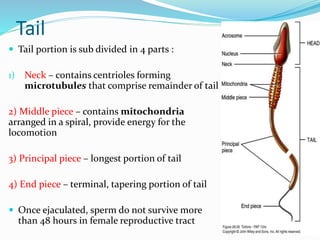 Spermatogenesis (Male Reproductive System-2) | PPTX