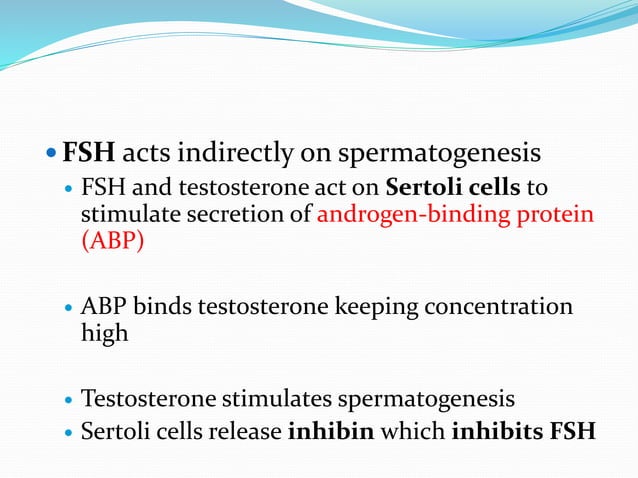 Spermatogenesis How The Male Reproductive System Produces