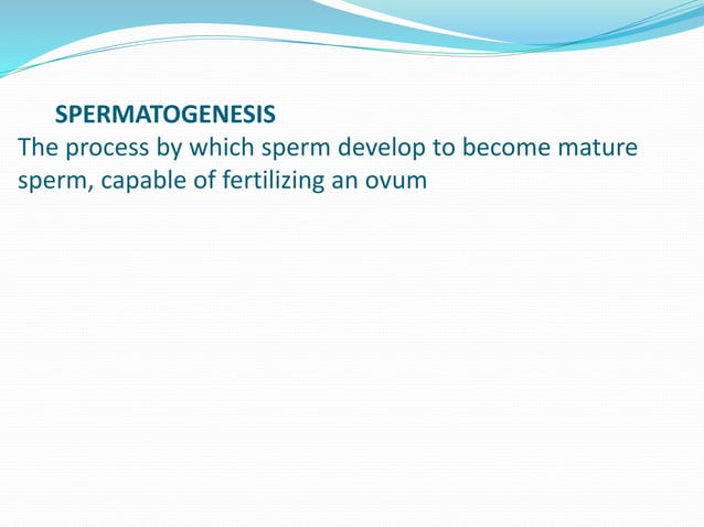 Spermatogenesis How The Male Reproductive System Produces