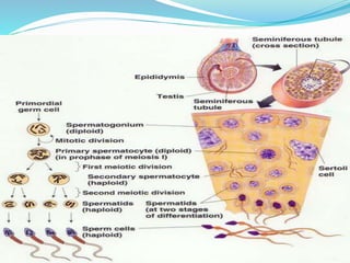 Spermatogenesis Slide
