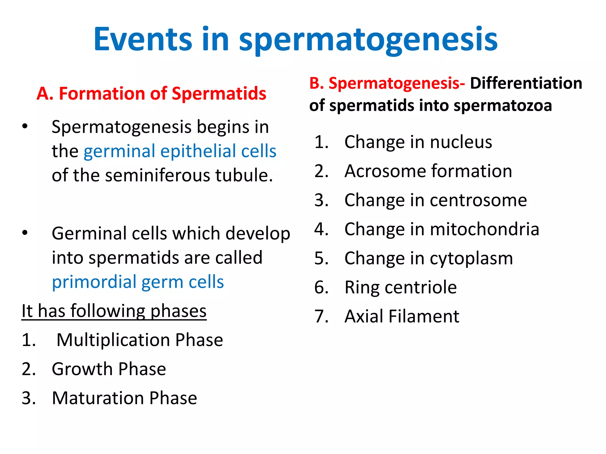Spermatogenesis | PPTX